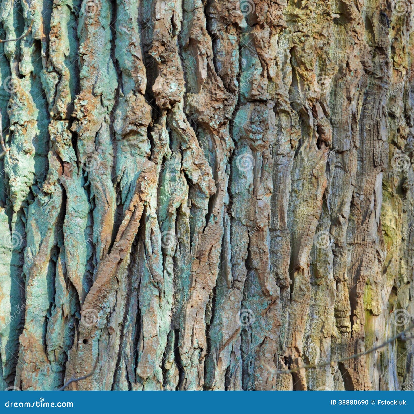 Oak Tree Bark with Many Cracks Stock Photo - Image of deep, wrinkles ...