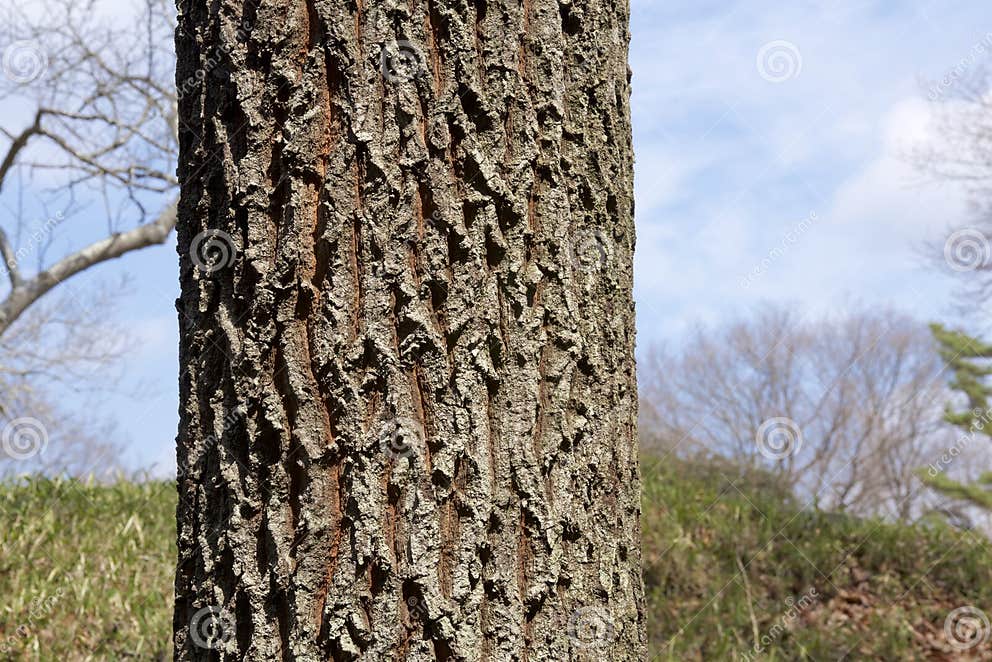 Oak tree bark stock photo. Image of aging, bark, moody - 90141214