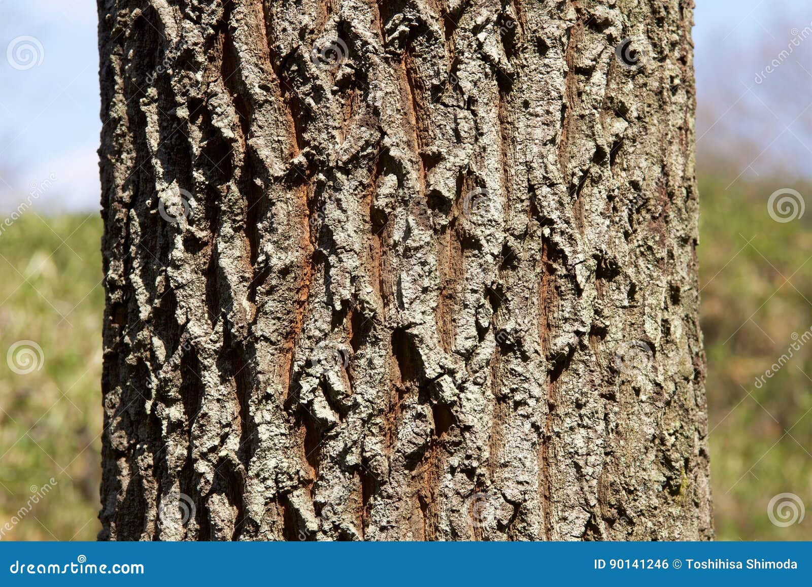 Oak tree bark stock photo. Image of background, macro - 90141246