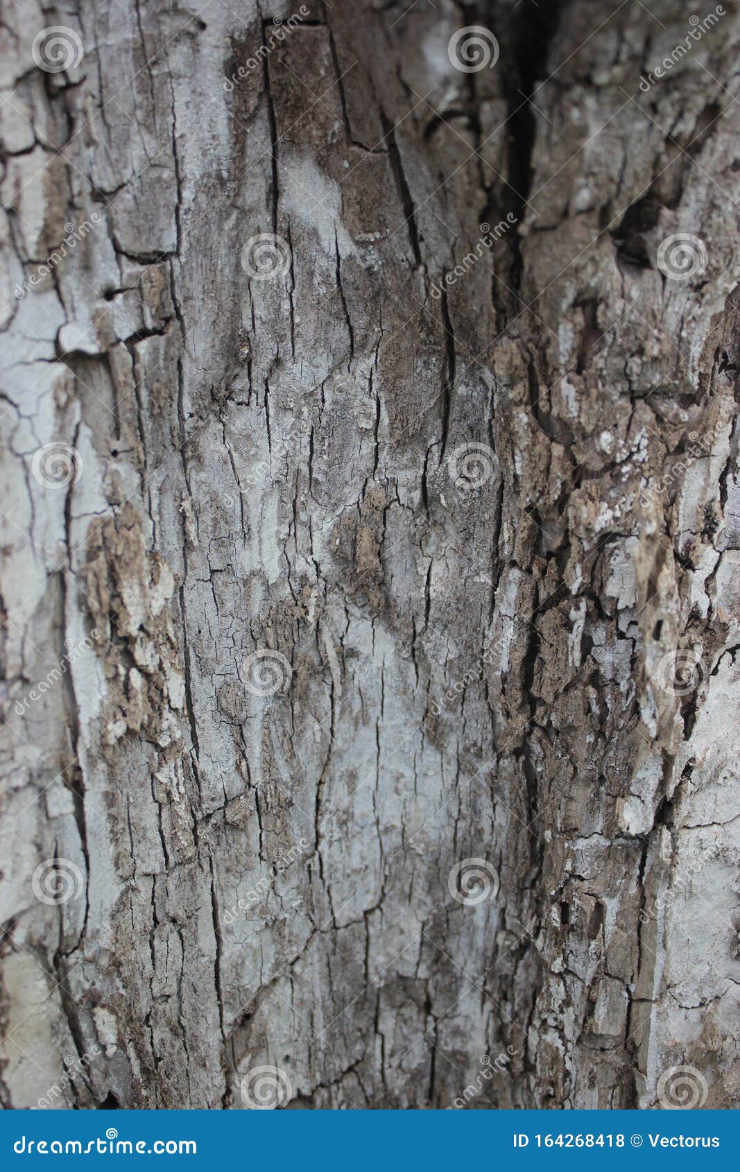 Oak Tree Bark Texture Photo Stock Photo - Image of wood, texture: 164268418