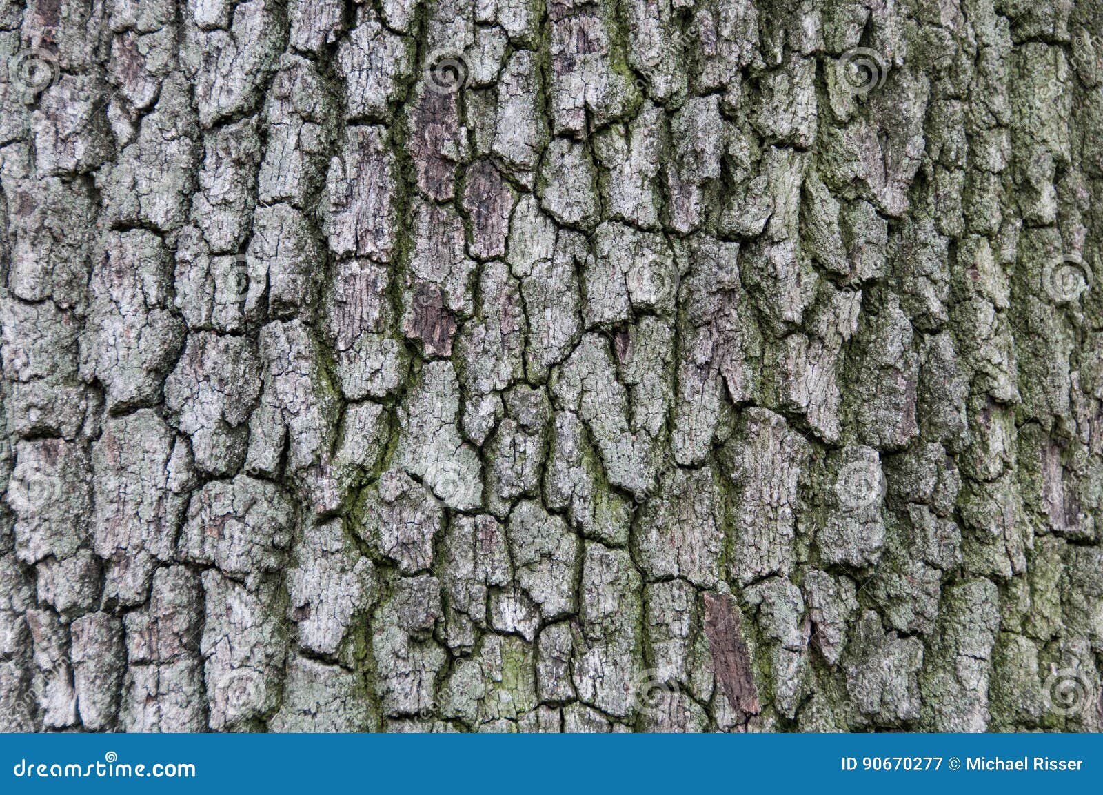 Oak Tree Bark stock image. Image of dallas, design, wordpress - 90670277