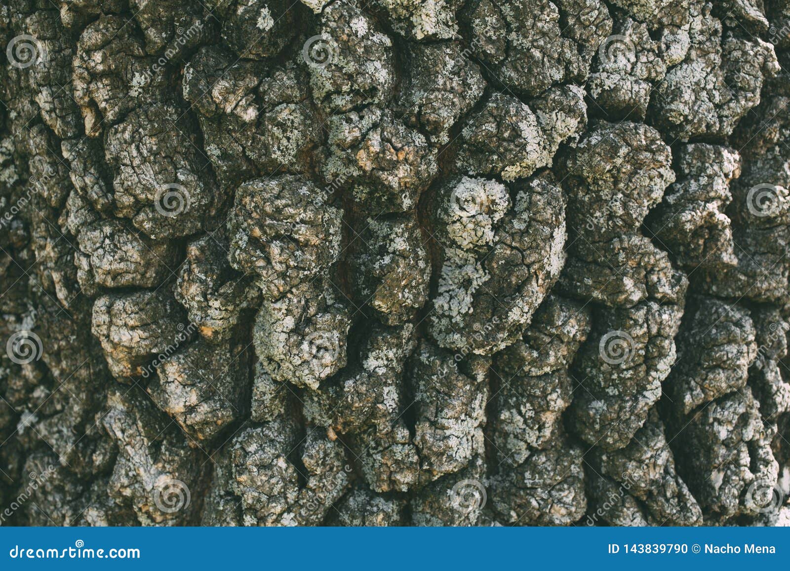 Oak Tree Bark Texture. Oak Tree Background. Abstract Texture and ...