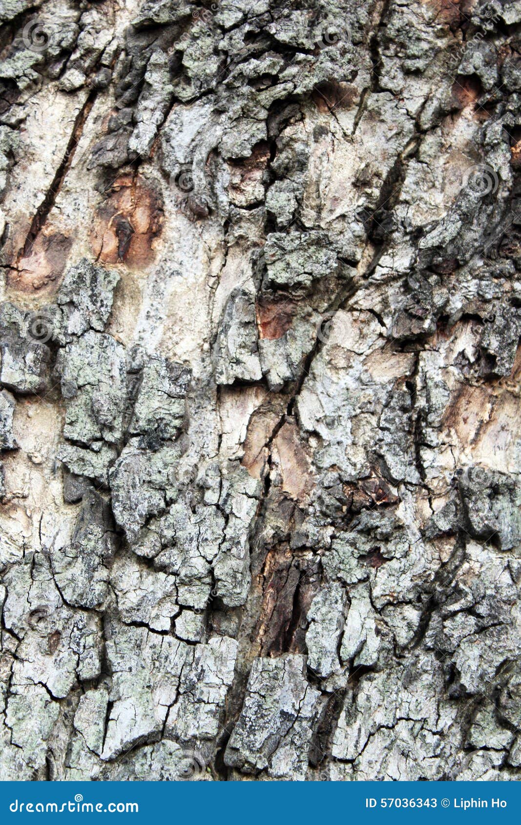 Oak tree bark texture stock image. Image of skin, surface - 57036343