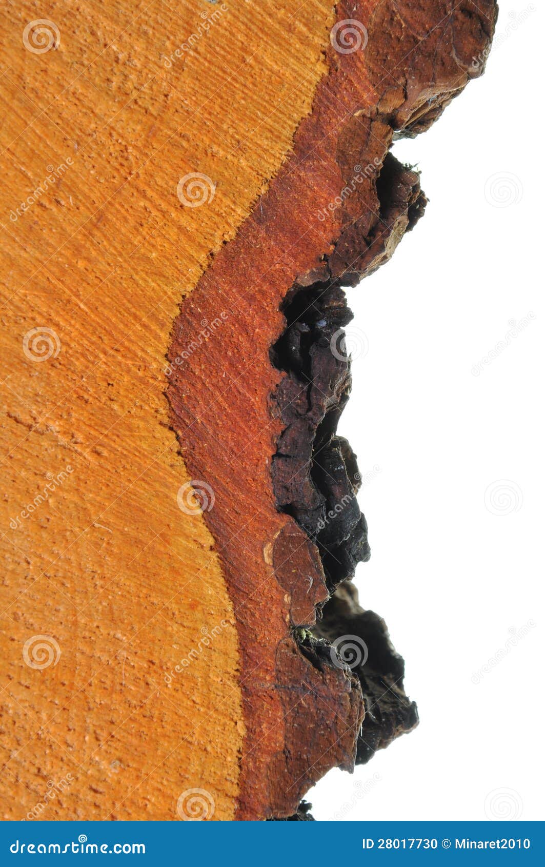 Oak tree bark and trunk stock photo. Image of circle - 28017730