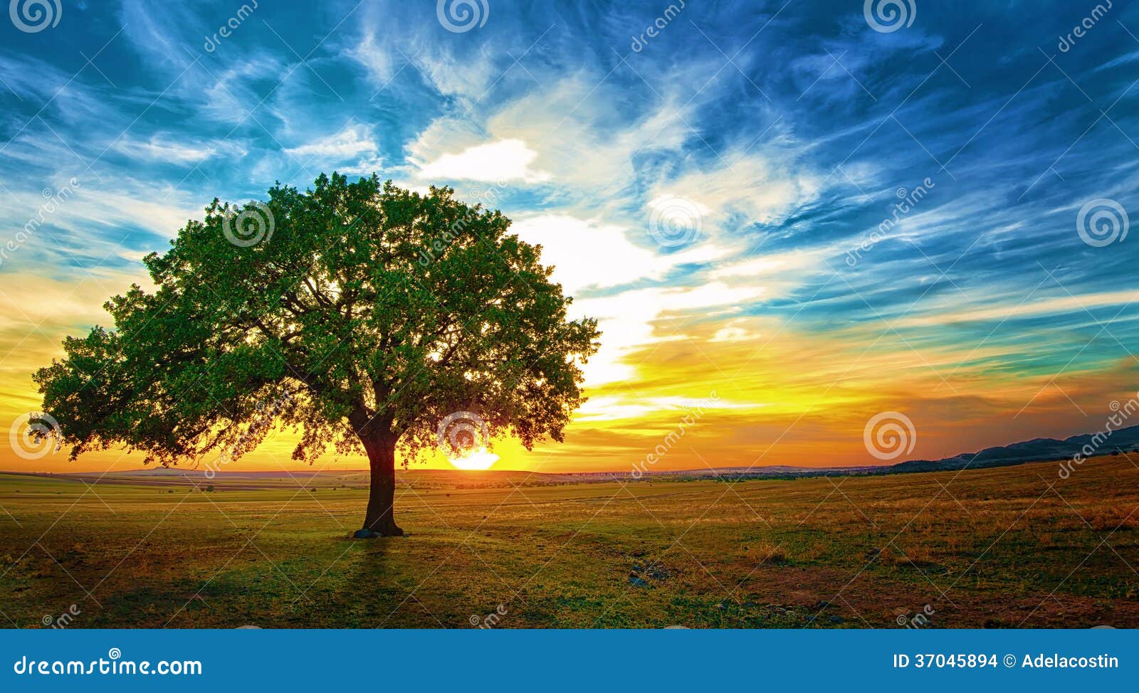 Oak tree stock photo. Image of tree, field, rural, park - 37045894