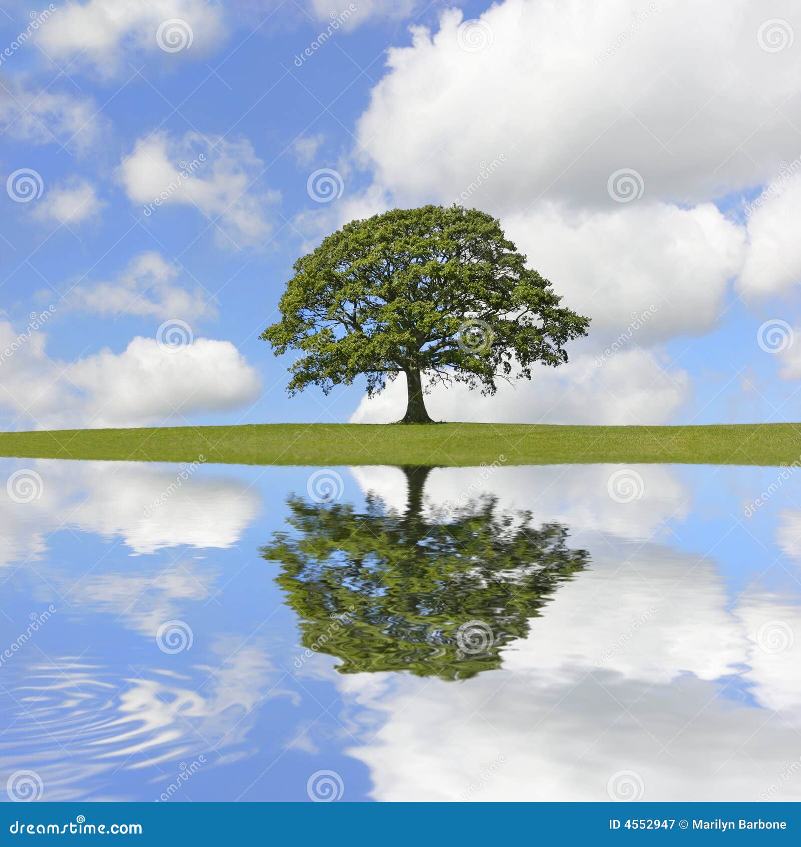 Oak Tree Beauty stock image. Image of background, clouds - 4552947