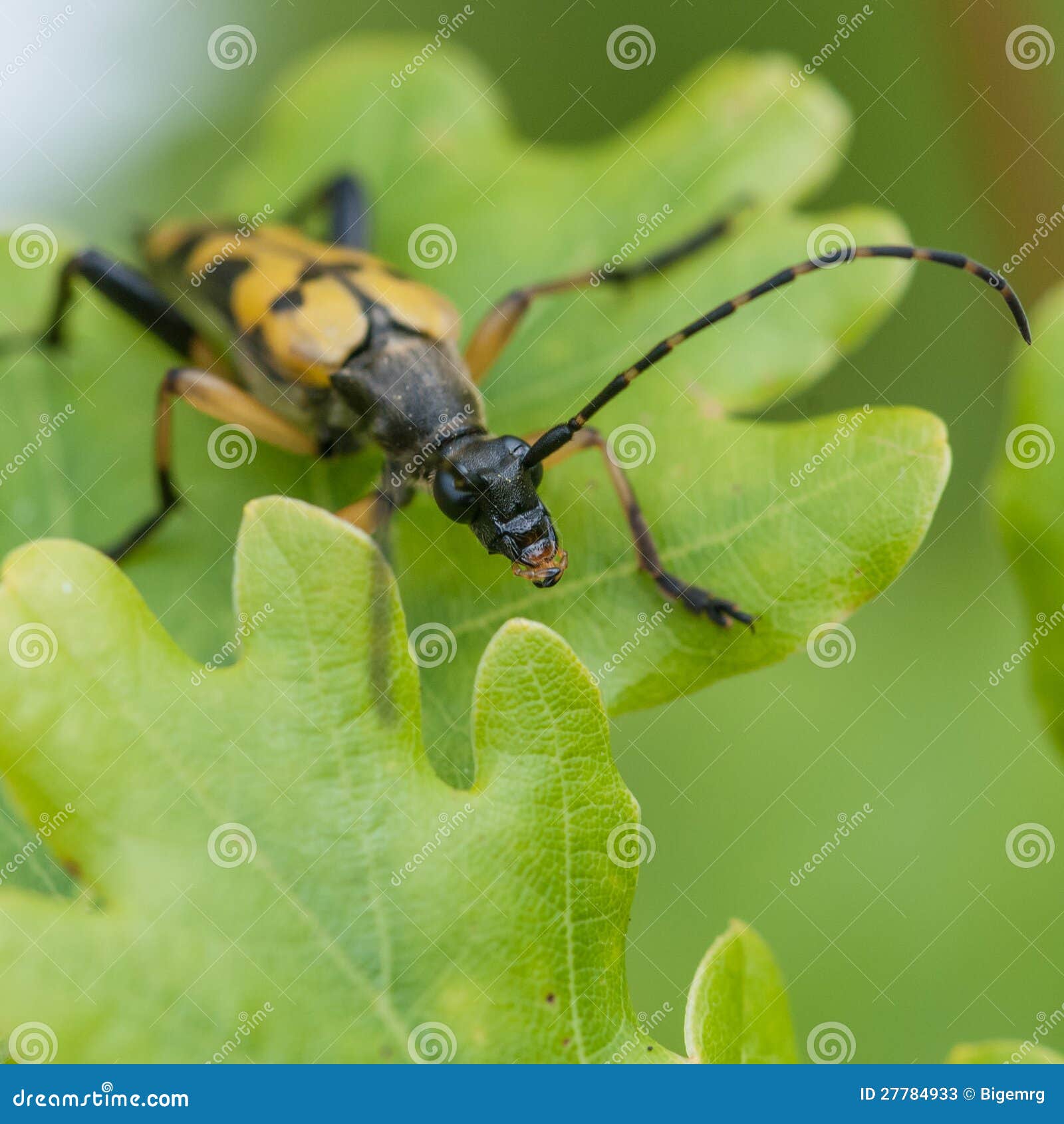 Oak Tree Beetle stock image. Image of tree, insect, green - 27784933