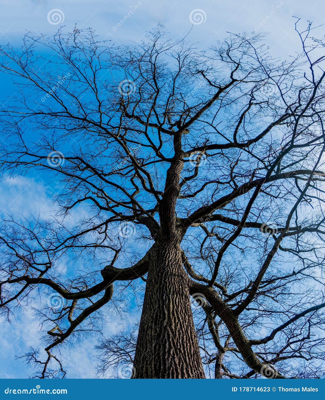 Oak tree from below stock image. Image of lady, adolescent - 178714623