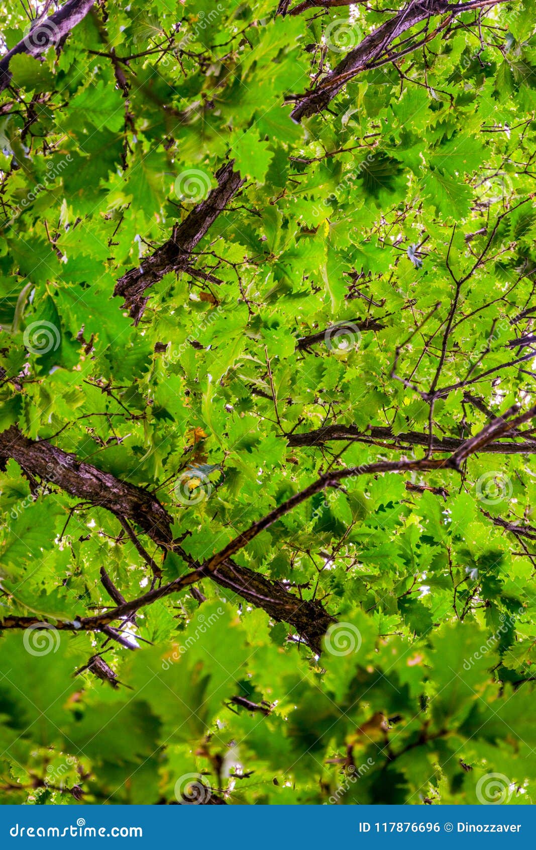 Oak tree from below stock photo. Image of leaves, outdoor - 117876696