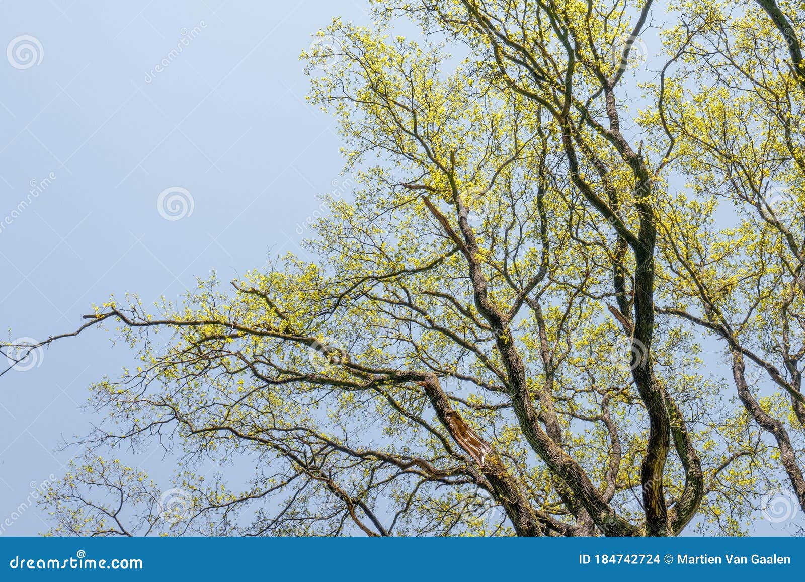 Oak Tree from Below in the Spring Time. Stock Photo - Image of natural ...