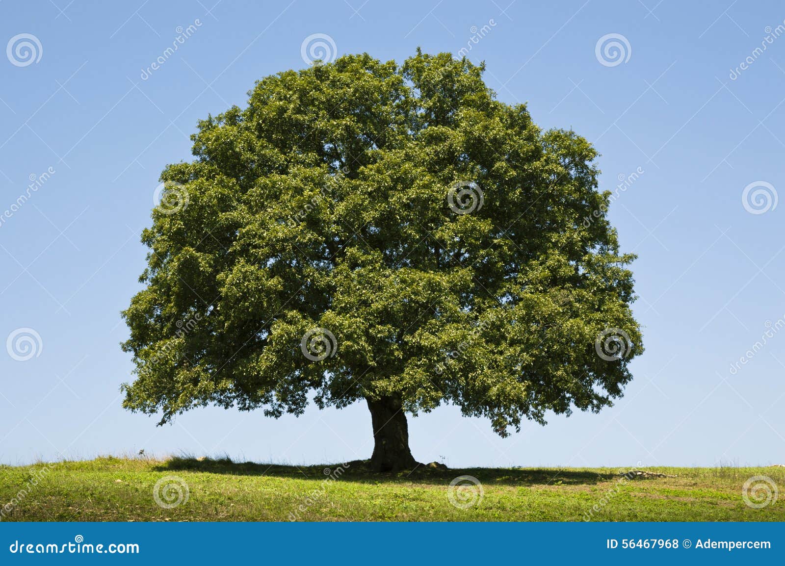 Oak Tree stock photo. Image of solitude, tranquil, plant - 56467968