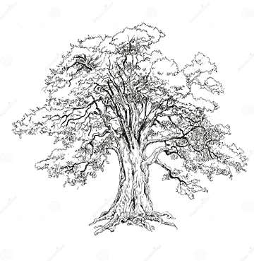 Oak tree black white stock vector. Illustration of trees - 254819229