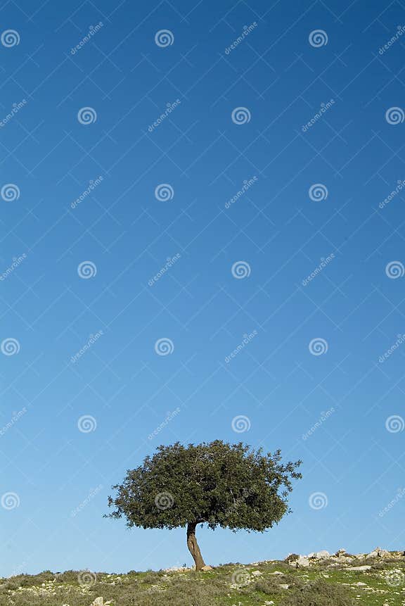 Oak tree and blue sky_2 stock image. Image of landscape - 3066433
