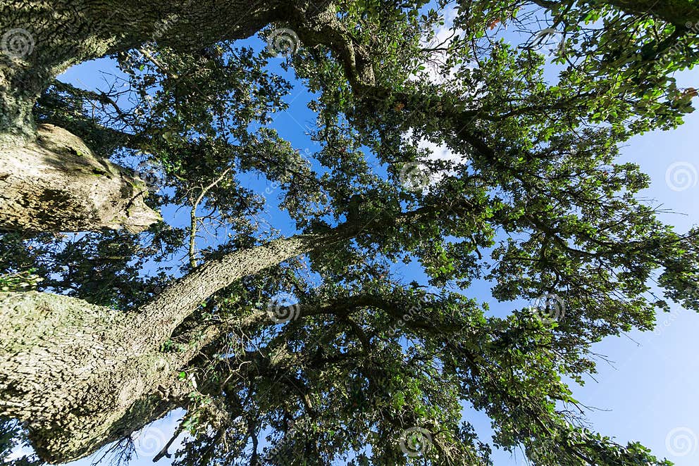 Oak Tree on Blue Sky Background Stock Image - Image of brown, foliage ...