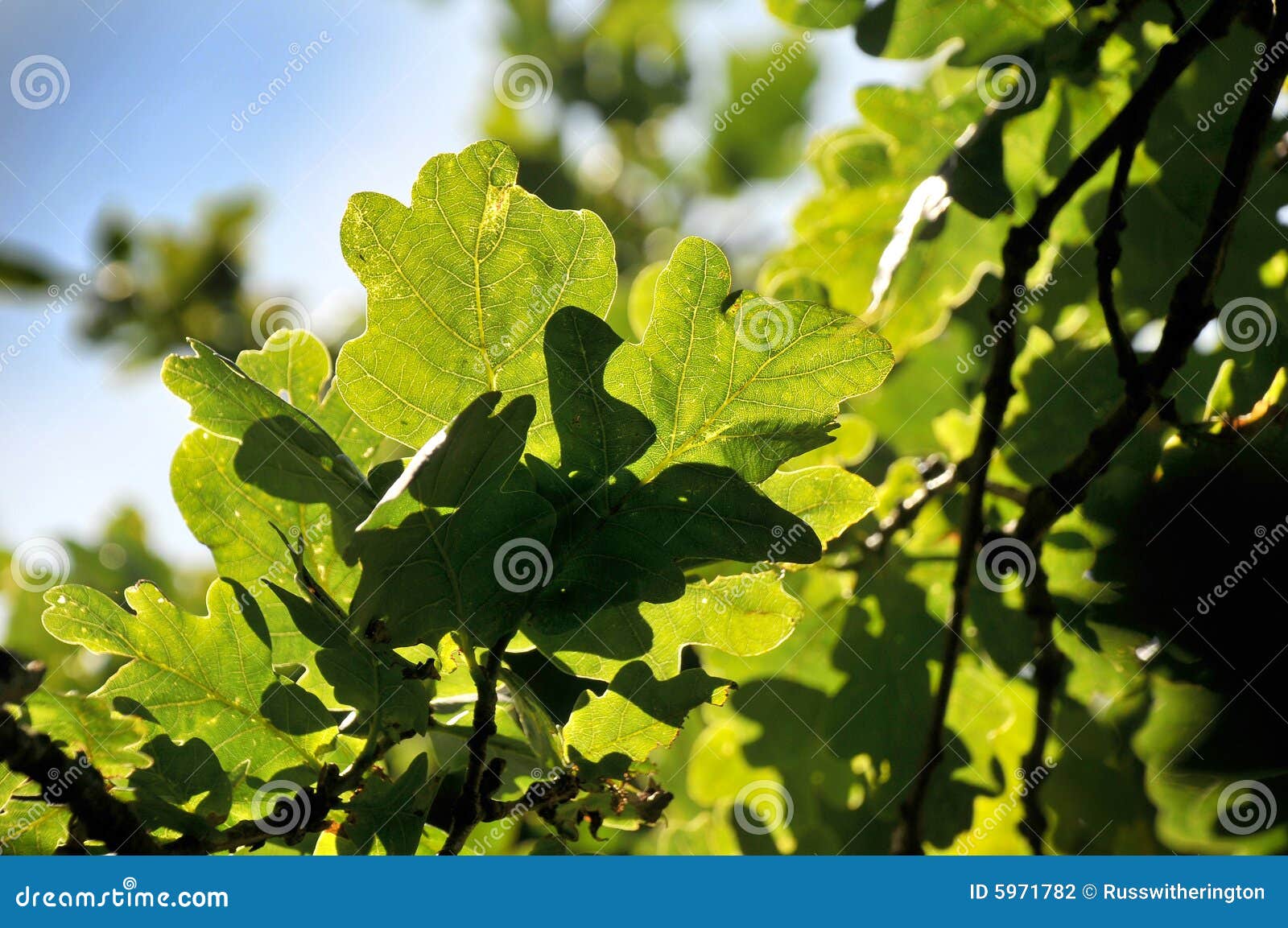 Oak tree branch stock photo. Image of leaves, tree, branches - 5971782