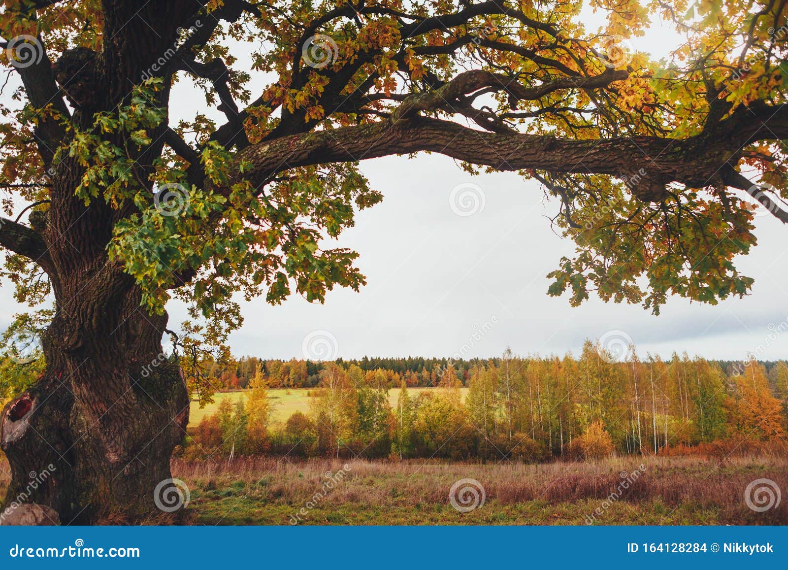 Oak tree branch stock photo. Image of live, natural - 164128284