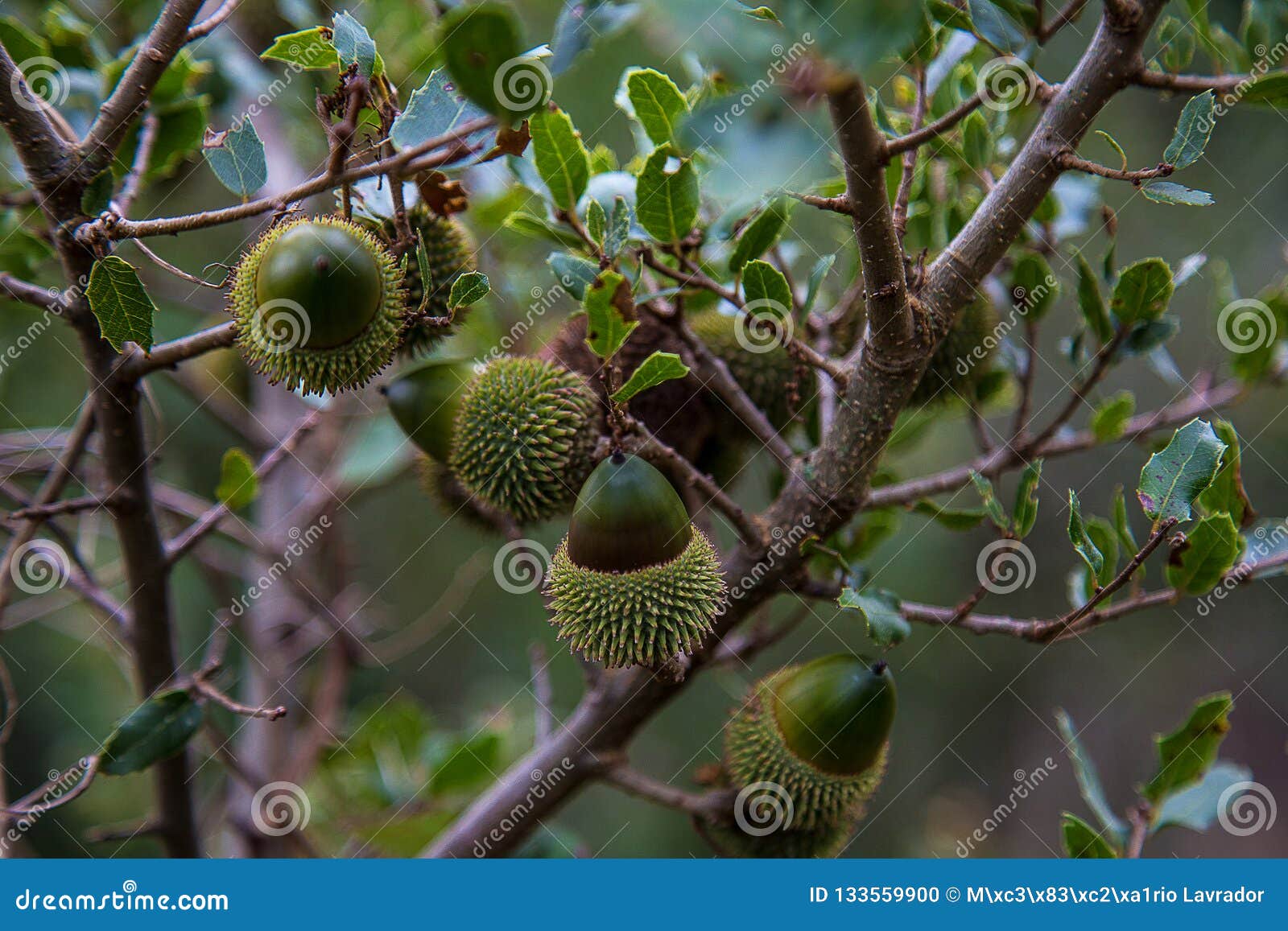 Oak Tree Branch with Fresh Acorns Stock Photo - Image of grove ...