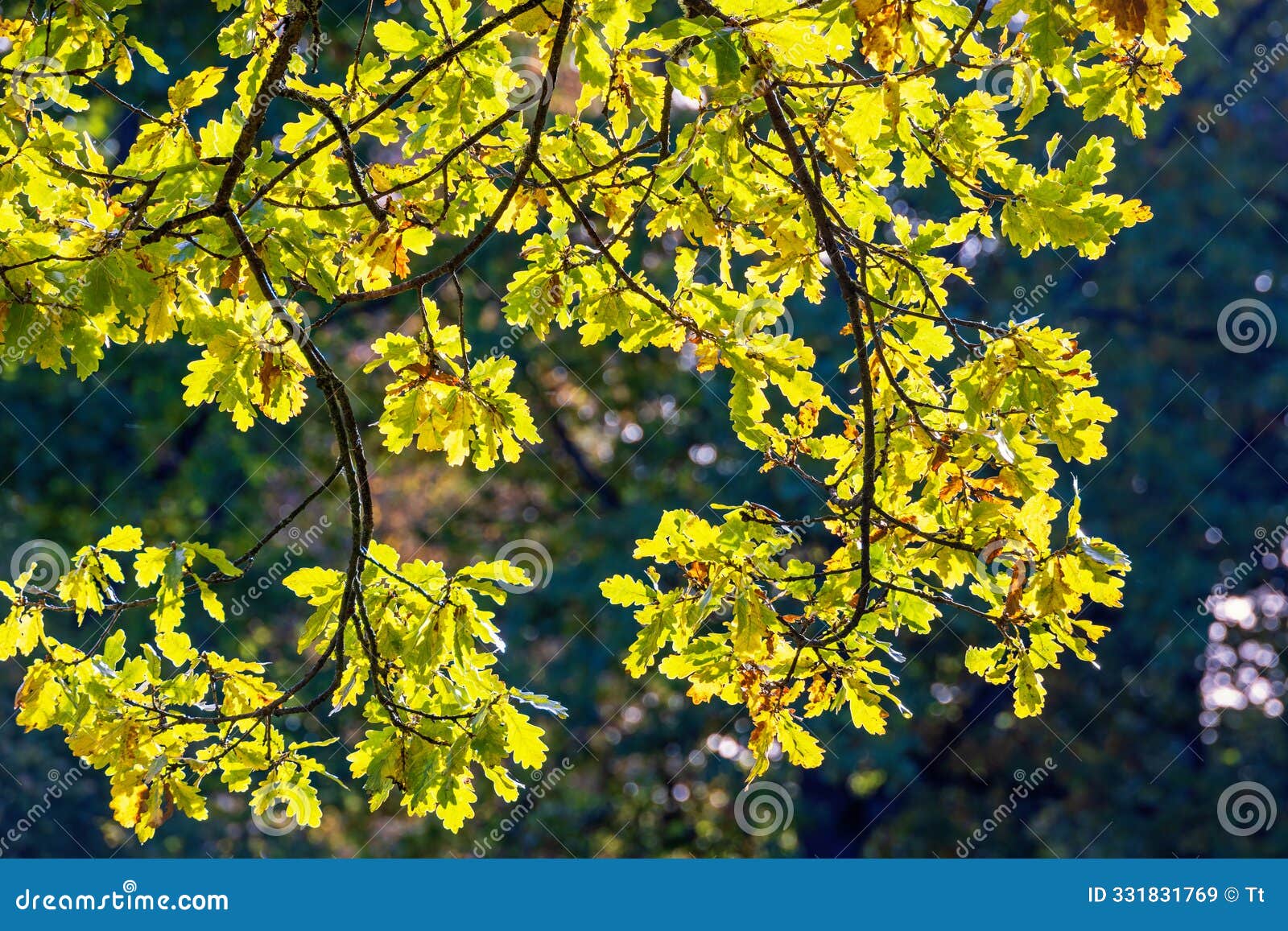 Oak Tree Branch with Leaves in Sunshine Stock Image - Image of leaves ...