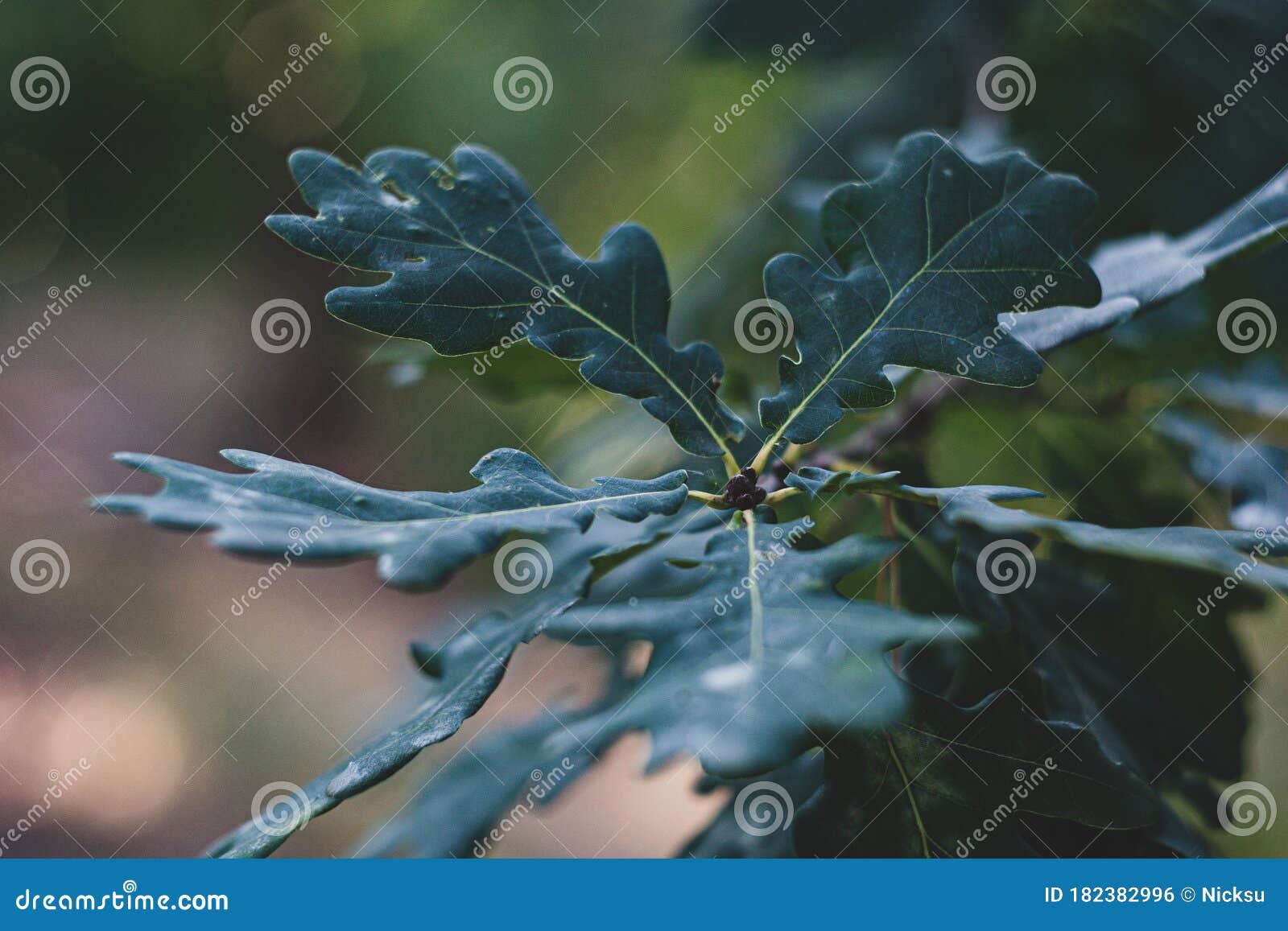 Oak Tree Branch with Several Green Leaves Stock Photo - Image of macro ...