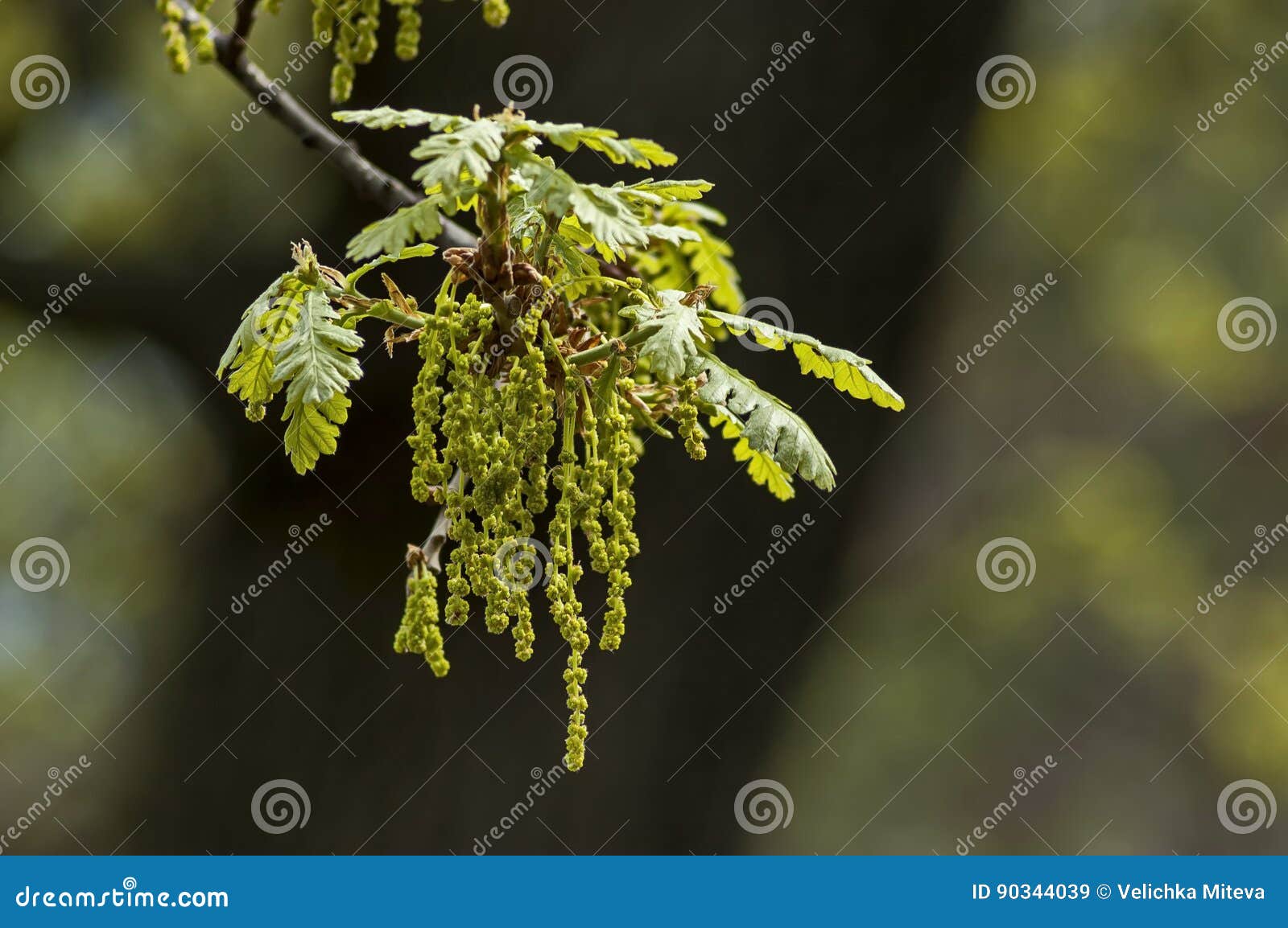 Oak Tree Branch with Spring Cluster Drooping Blooms Flowers Stock Image ...