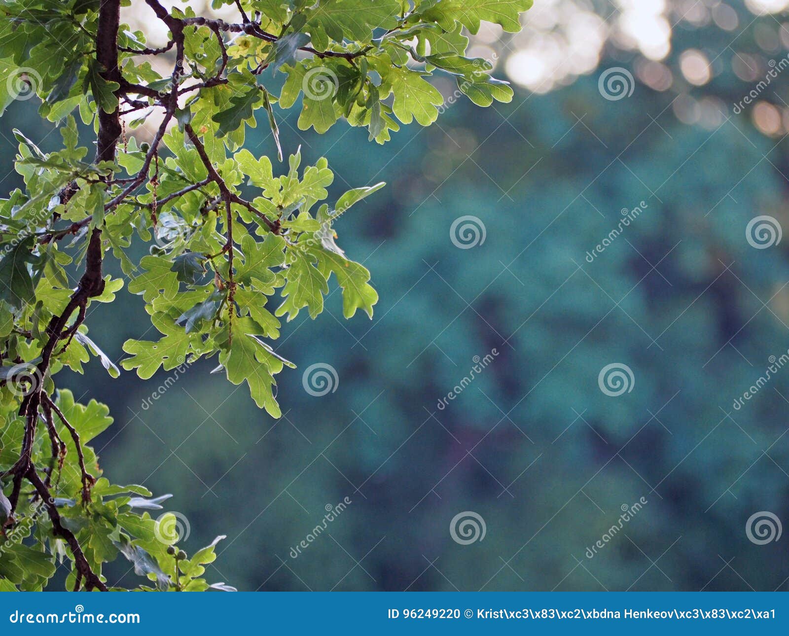 Oak Tree Branche on a Fuzzy Green Background Stock Photo - Image of ...