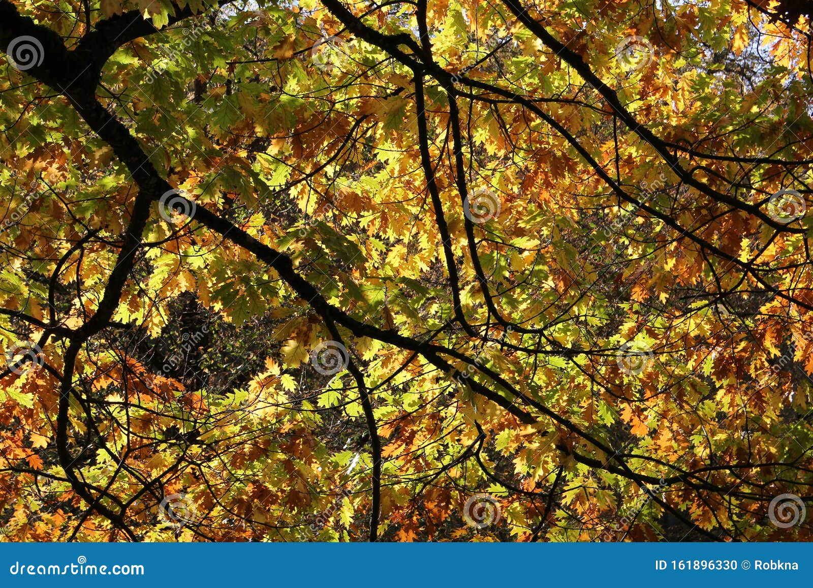 Backlit Oak Tree Branches with Autumn Leaves Stock Photo - Image of ...