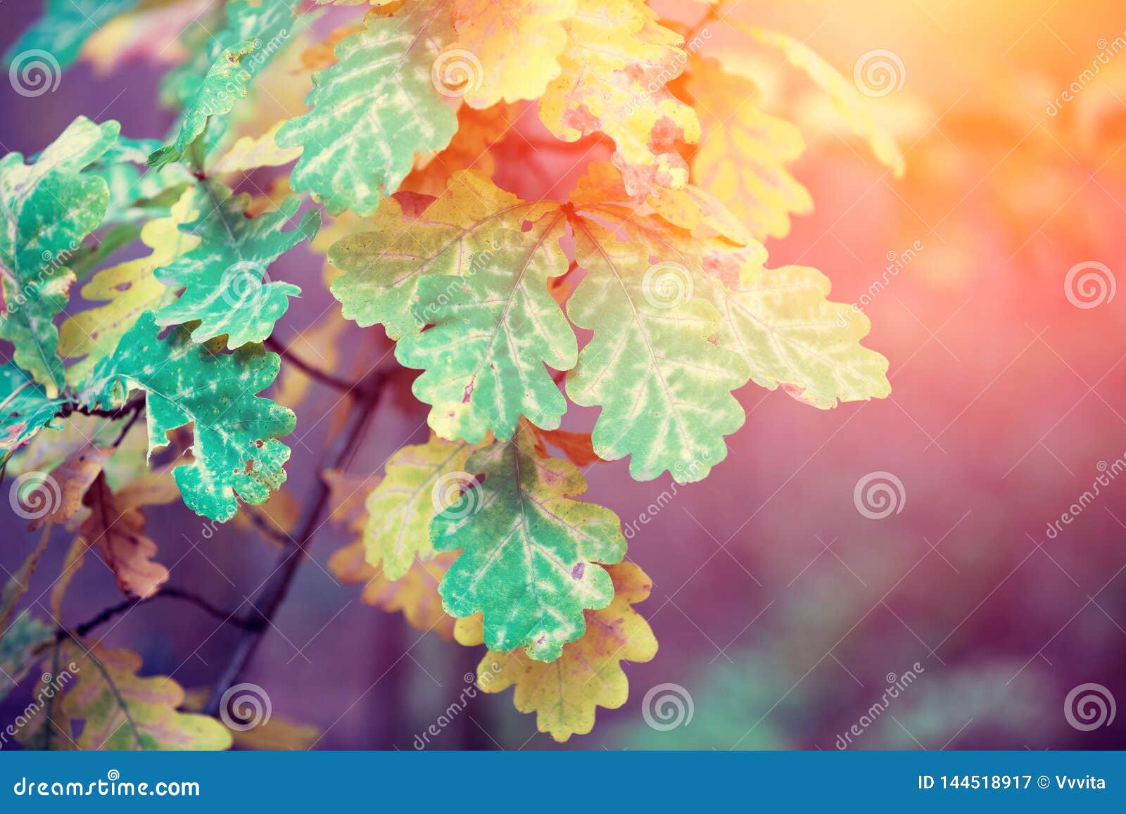 Oak Tree Branches with Colorful Leaves Stock Image - Image of natural ...
