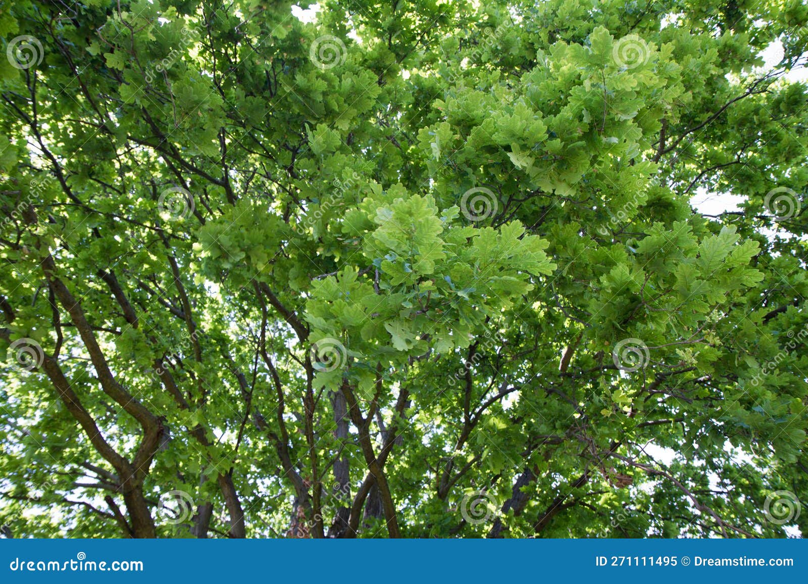 Oak tree upwards stock image. Image of wood, lawn, nature - 271111495