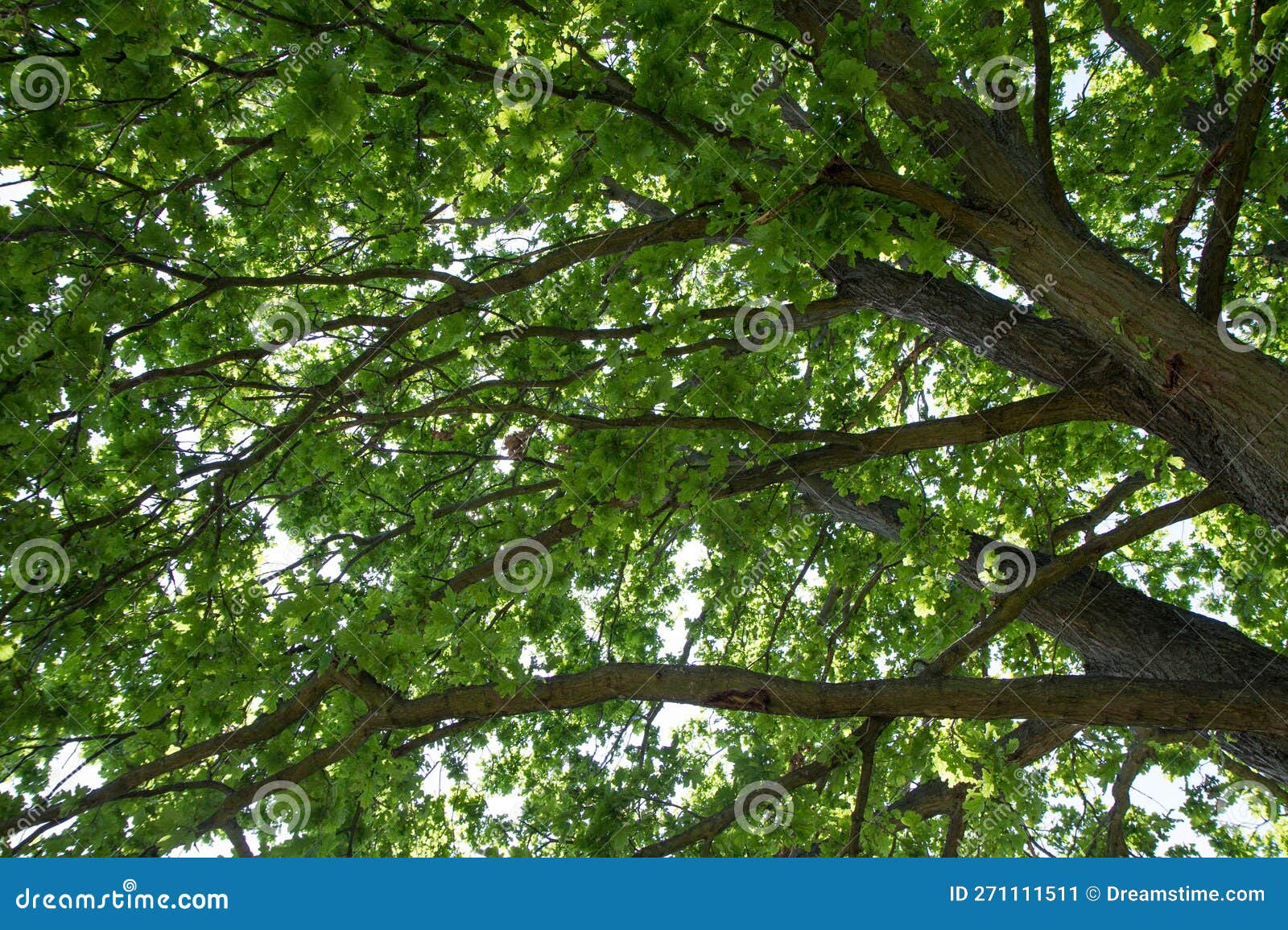 Oak tree upwards stock image. Image of tree, branch - 271111511