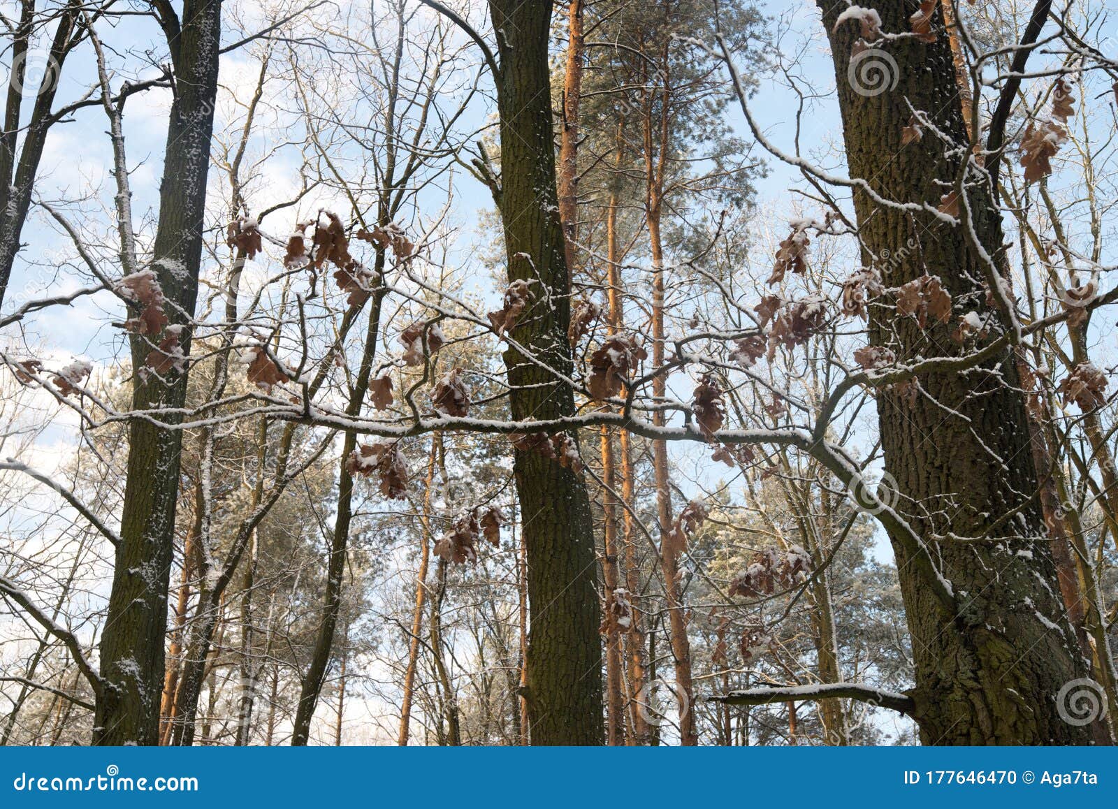 Oak Tree Branches Covered with Snow Stock Photo - Image of freeze ...