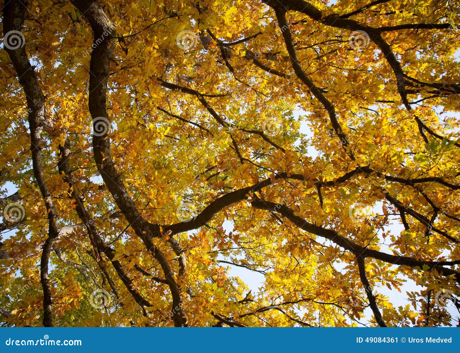 Oak tree stock image. Image of beautiful, leaf, color - 49084361