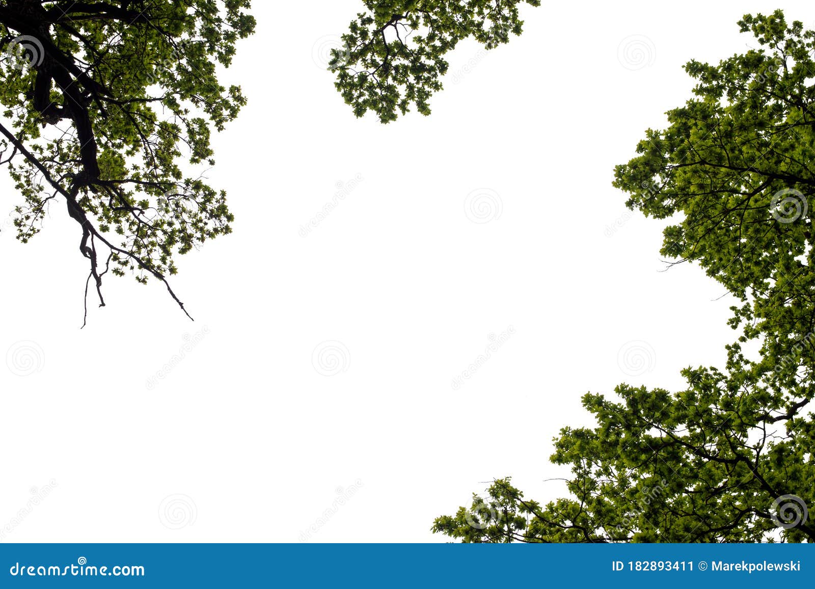 Oak Tree Branches and Leafs Frame Isolated on White Background Stock ...