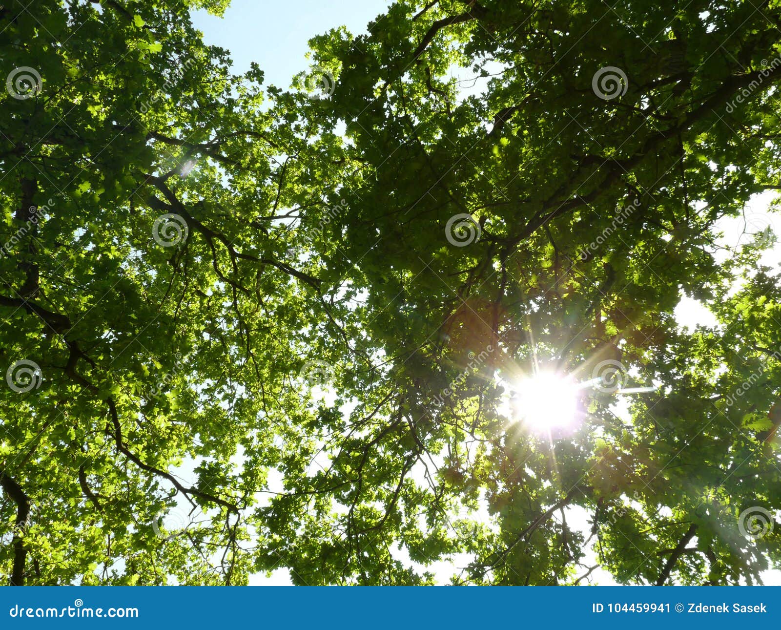 Sunlit Tree Branches from Below with Sun Rays Coming through. Stock ...