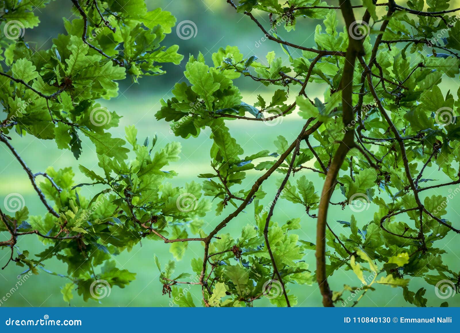 Oak Tree Branches and Leaves Stock Photo - Image of country, focus ...