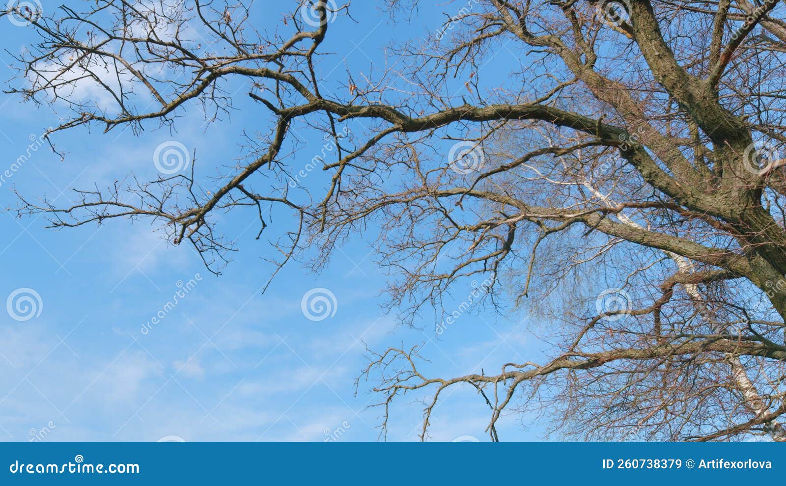 Oak Tree Branches Limbs in Contrast Against a Clear Blue Refreshing ...