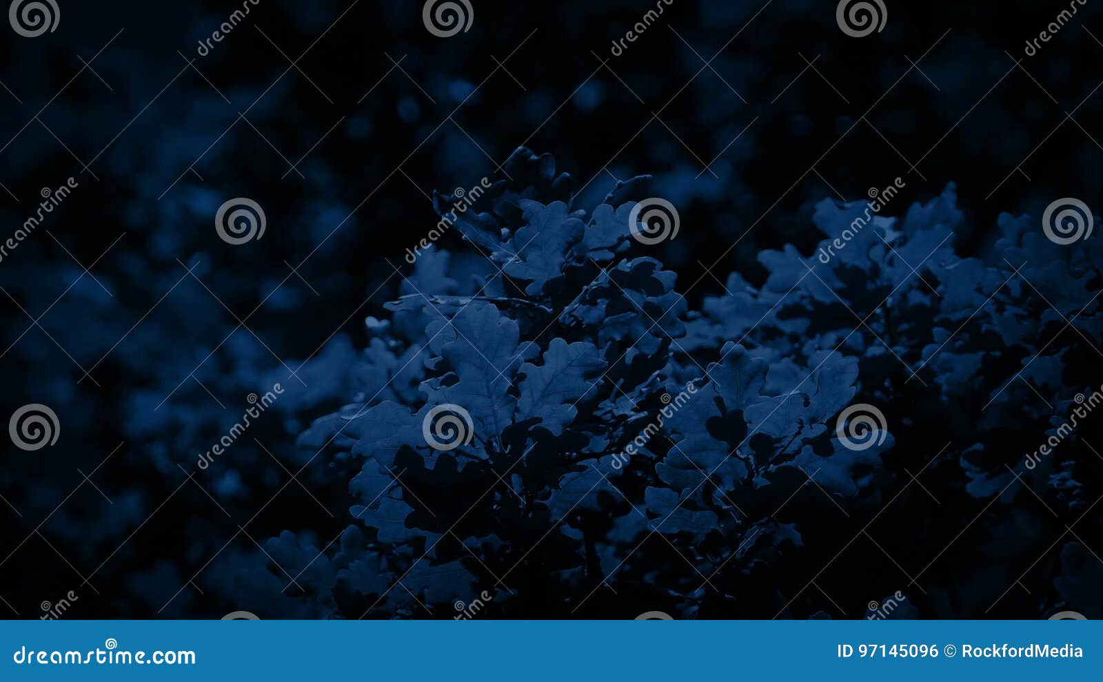 Oak Tree Branches at Night Closeup Stock Footage - Video of moon ...