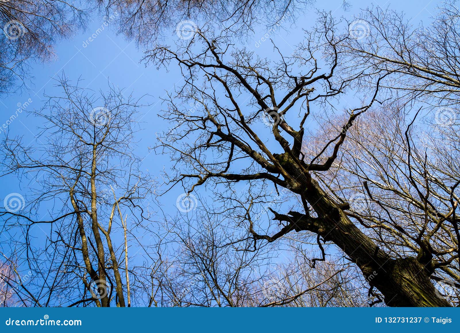 Oak Tree Branches with No Leaves Against Blue Sky Stock Image - Image ...