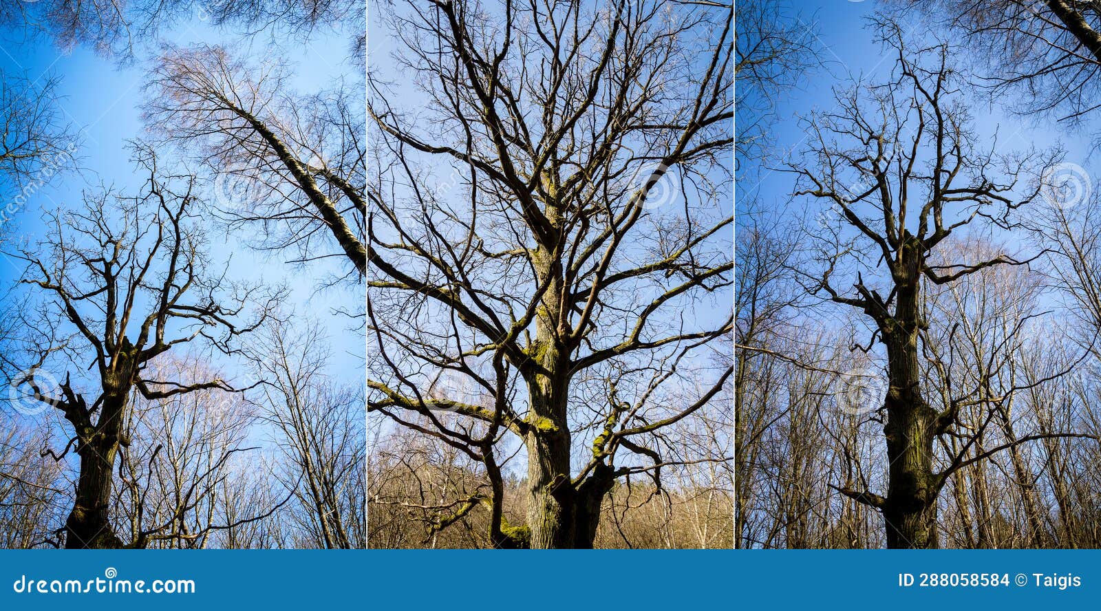 Oak Tree Branches with No Leaves Against Blue Sky Stock Photo - Image ...