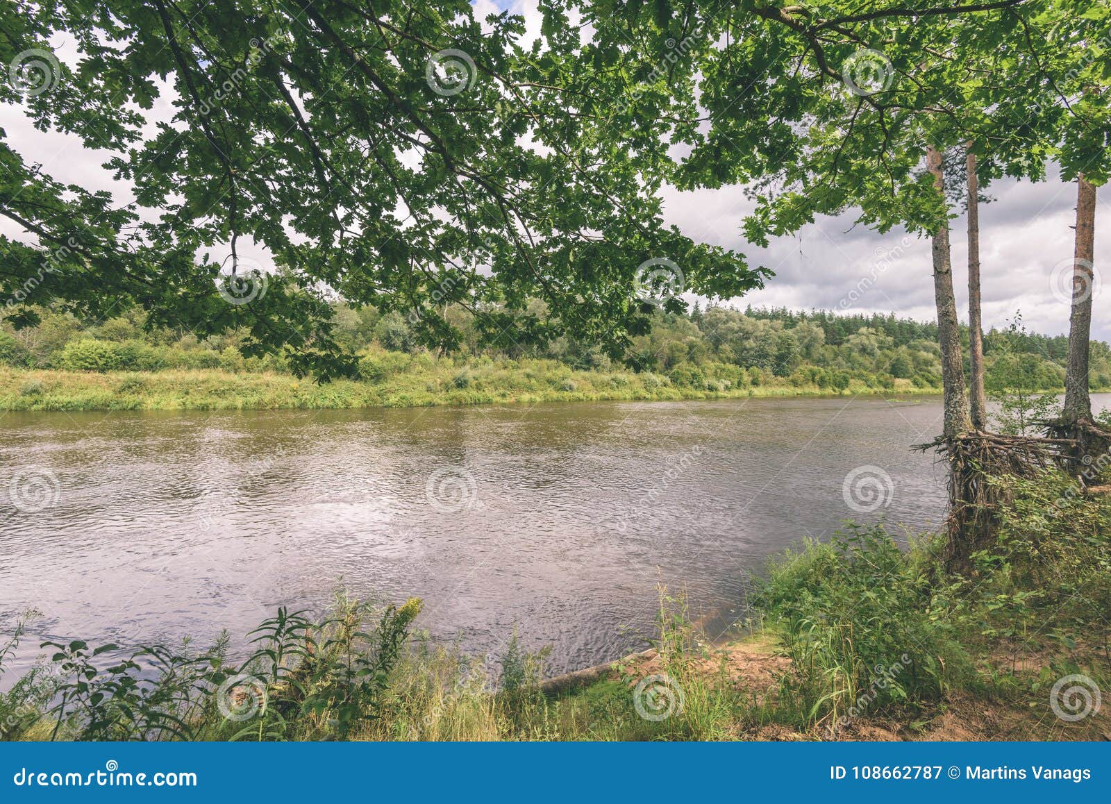 Oak Tree Branches Over Summer River - Vintage Effect Stock Image ...