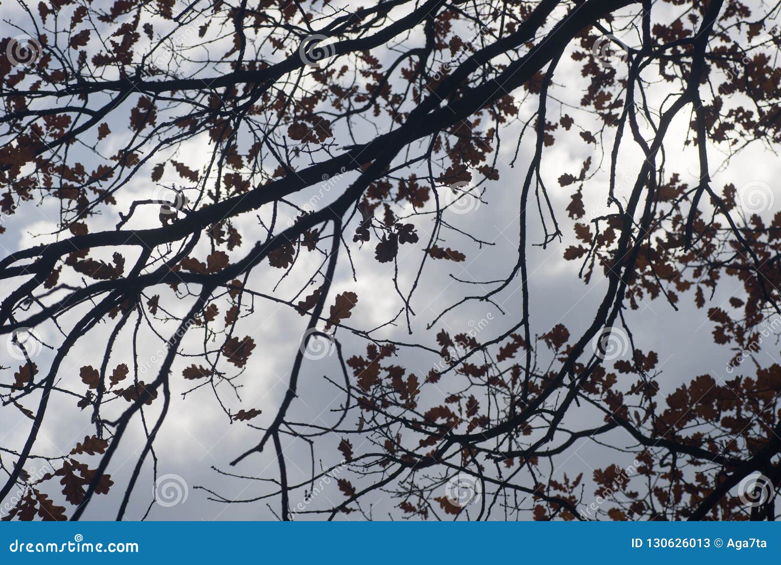 Oak Tree Branches Silhouettes Against Cloudy Sky Stock Image - Image of ...