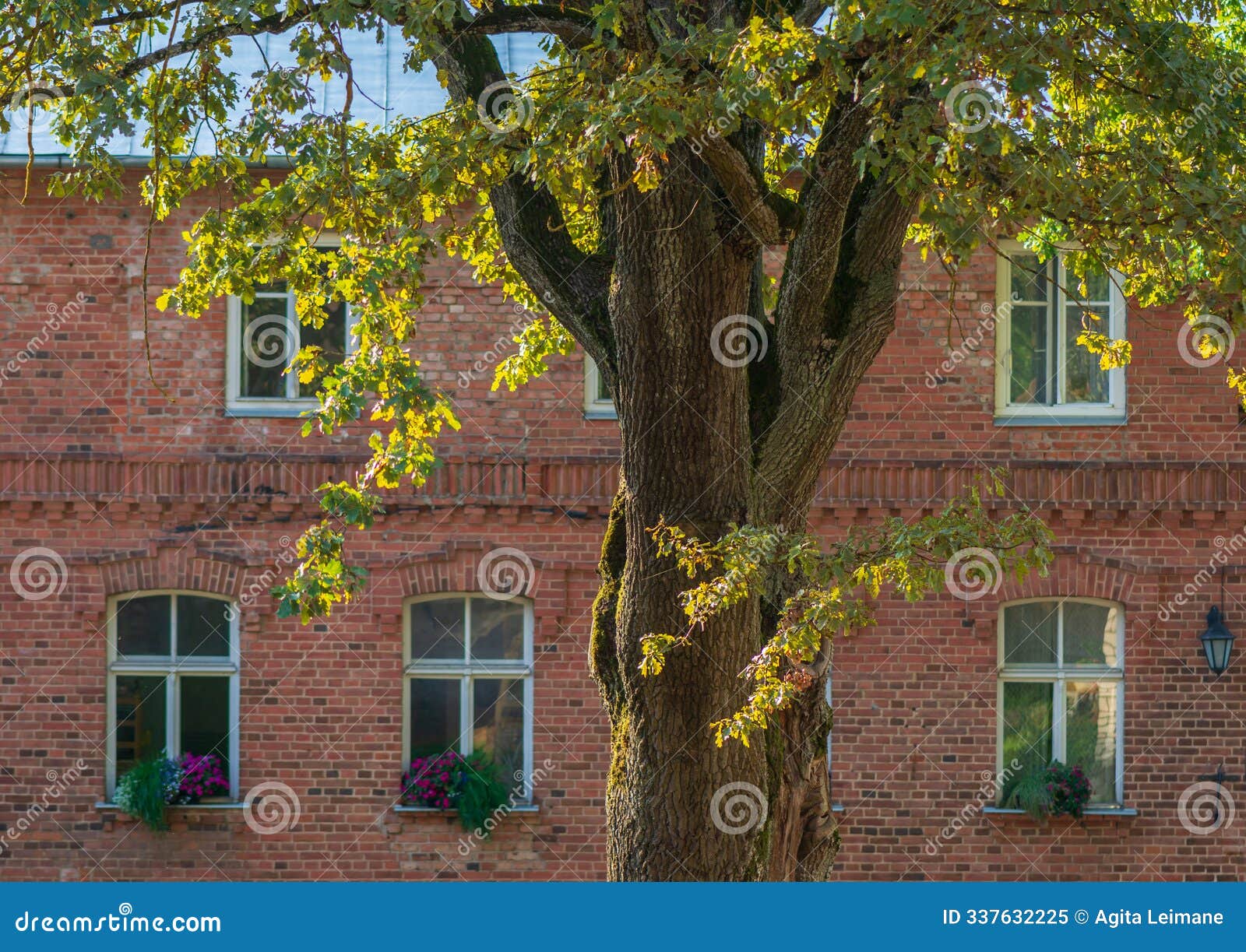 Oak Tree on the Brick Home Wall Background . Stock Image - Image of ...