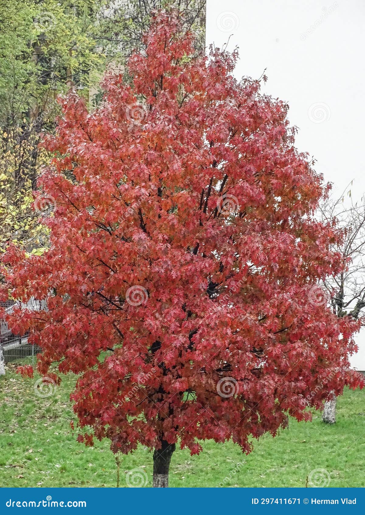 Oak Tree with Brown Leaves in Autumn Stock Image - Image of brown ...