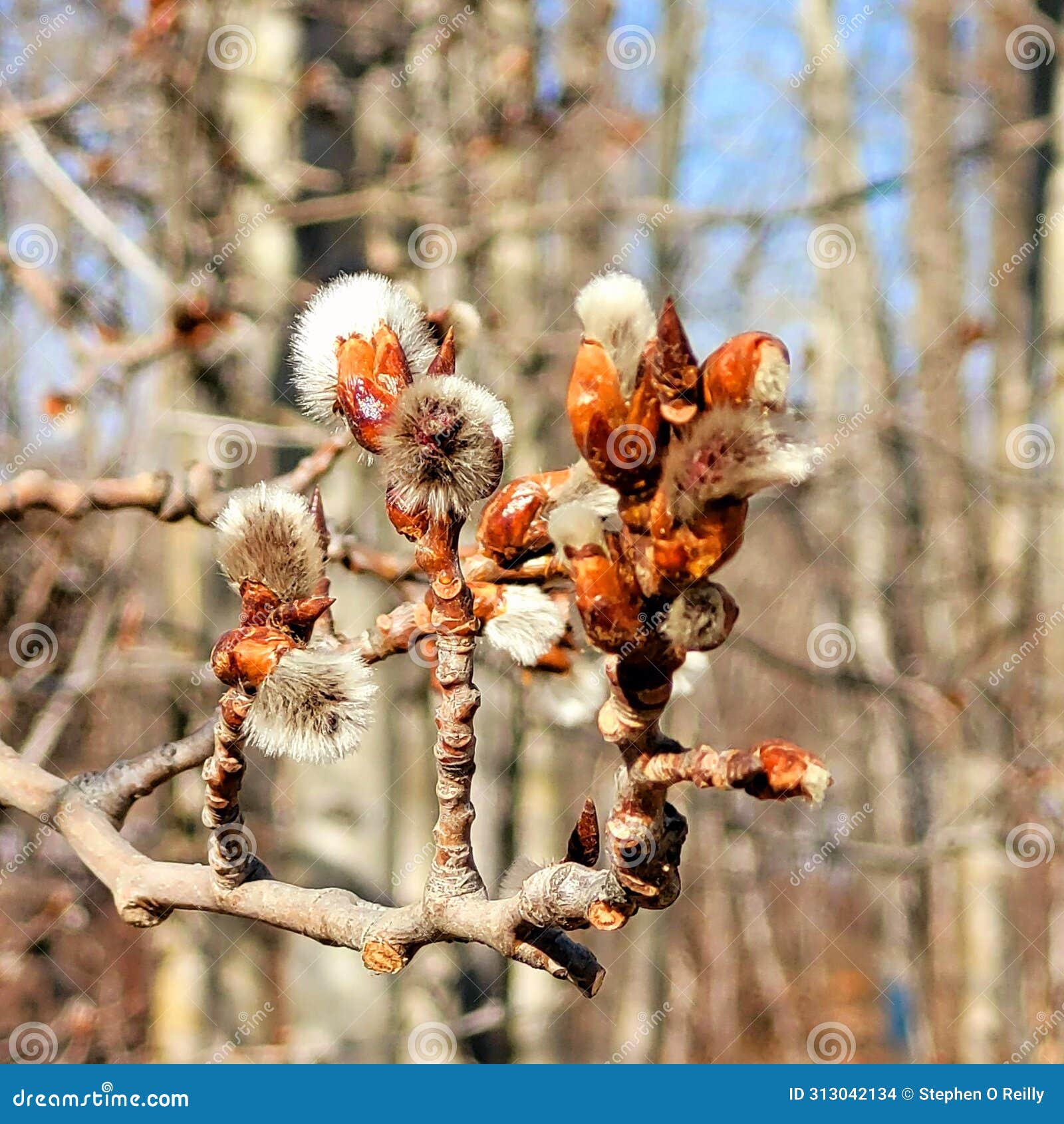 Oak Tree Buds Coming Back To Life in Spring Stock Photo - Image of ...