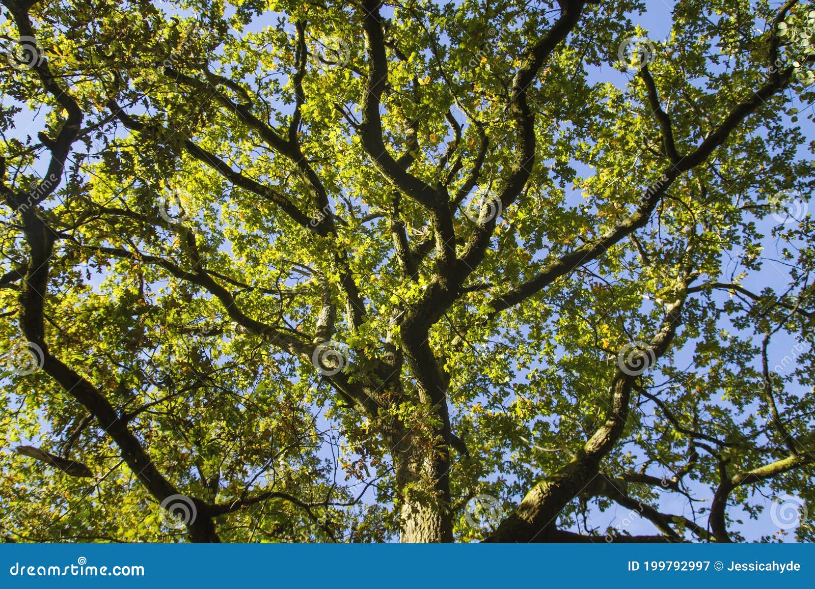 Oak tree canopy stock image. Image of natural, beautiful - 199792997