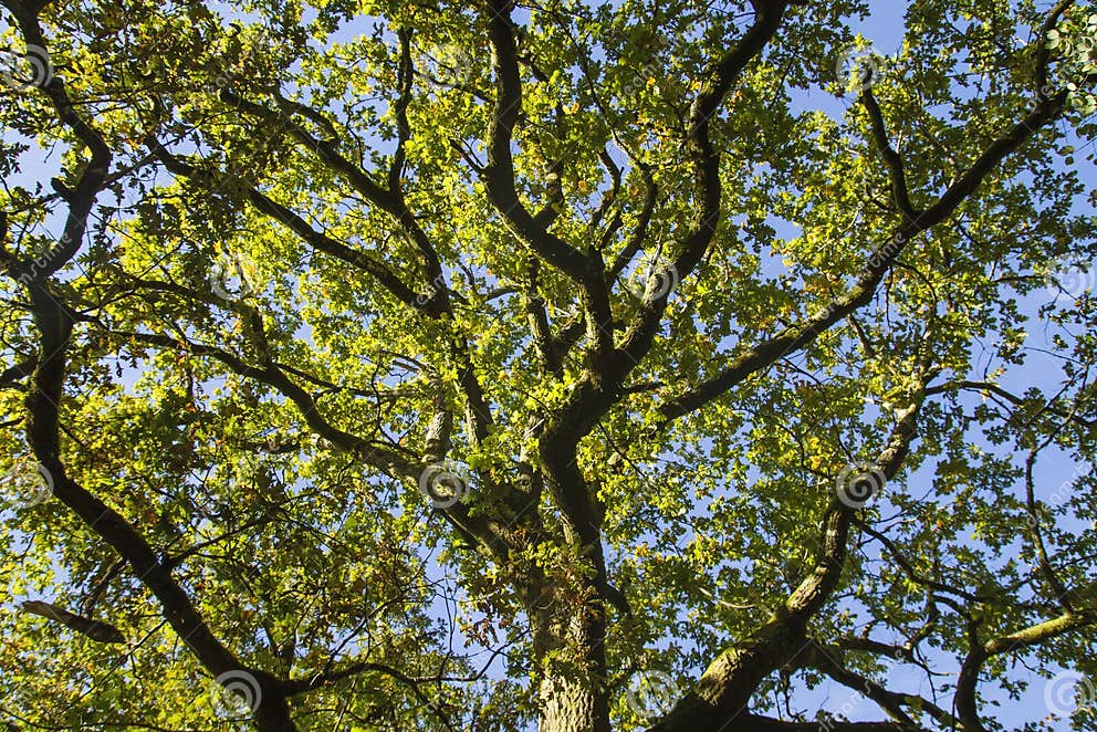 Oak tree canopy stock image. Image of natural, beautiful - 199792997