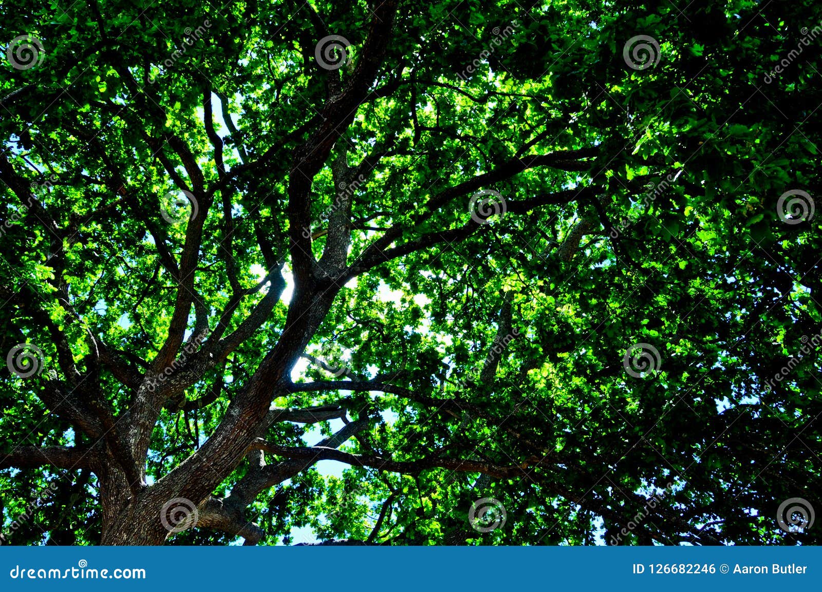 Oak Tree Canopy stock photo. Image of oceania, canopy - 126682246