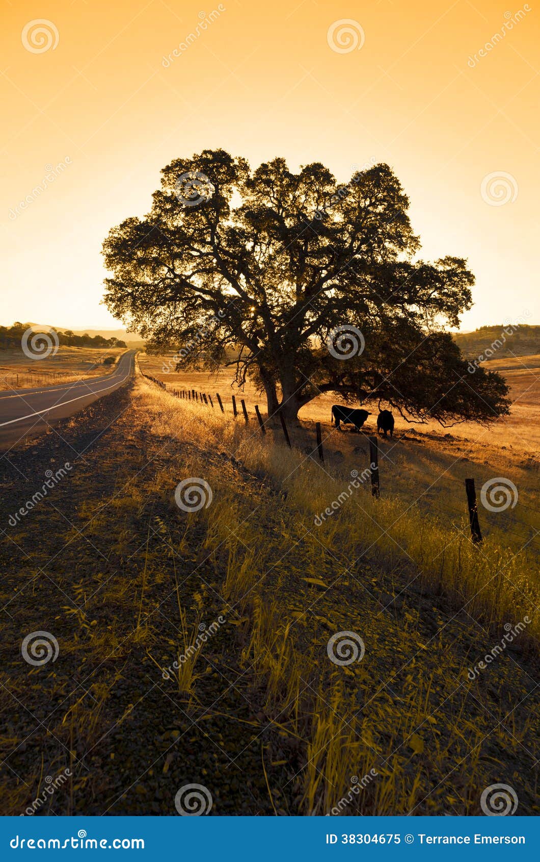 Oak Tree and Cattle stock image. Image of rural, dawn - 38304675
