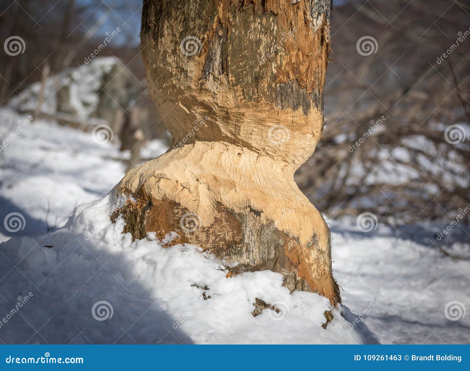 Oak Tree Chewed by a Beaver Stock Image - Image of damage, teeth: 109261463