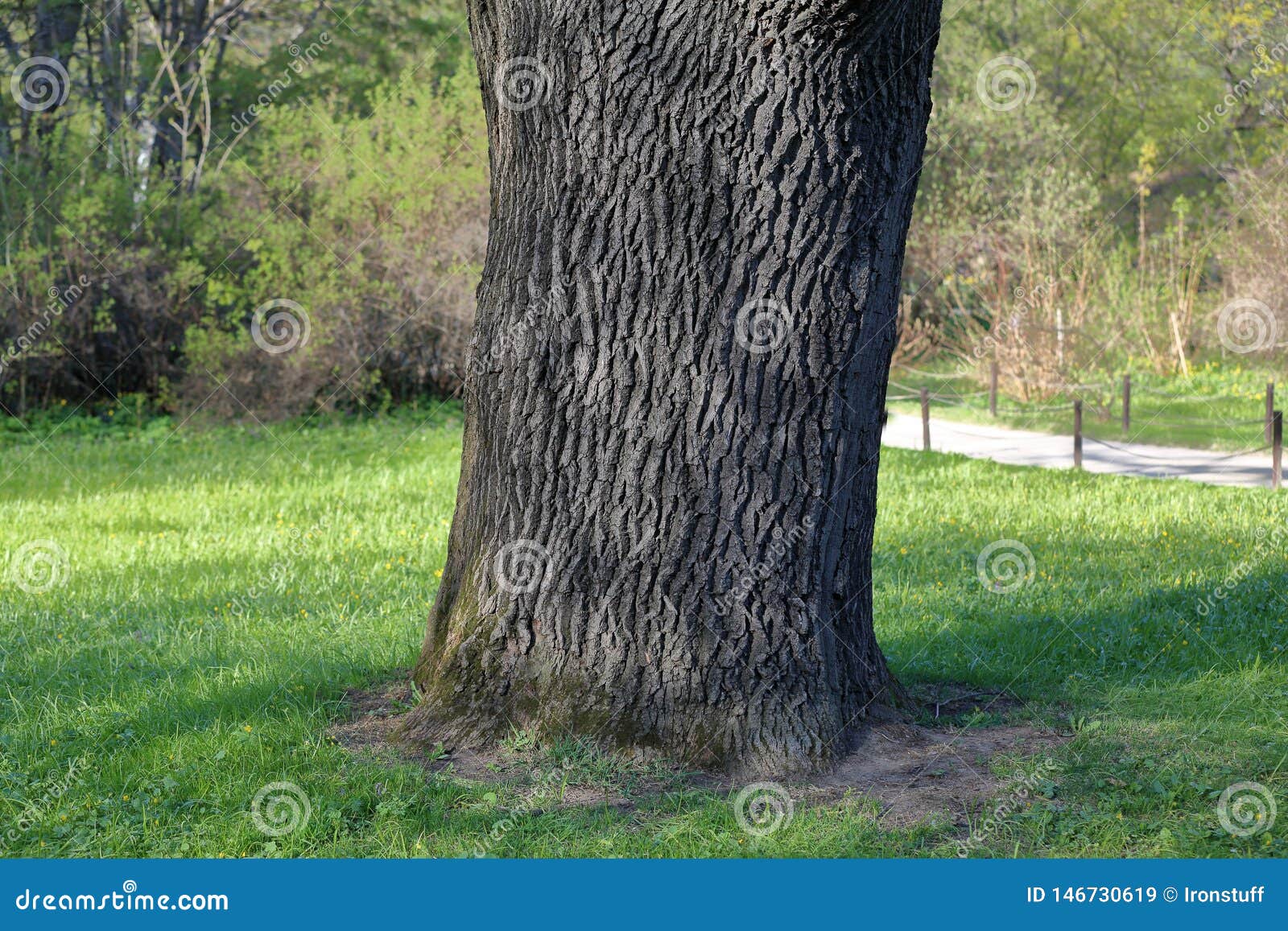 Oak tree in a city park stock image. Image of botanical - 146730619