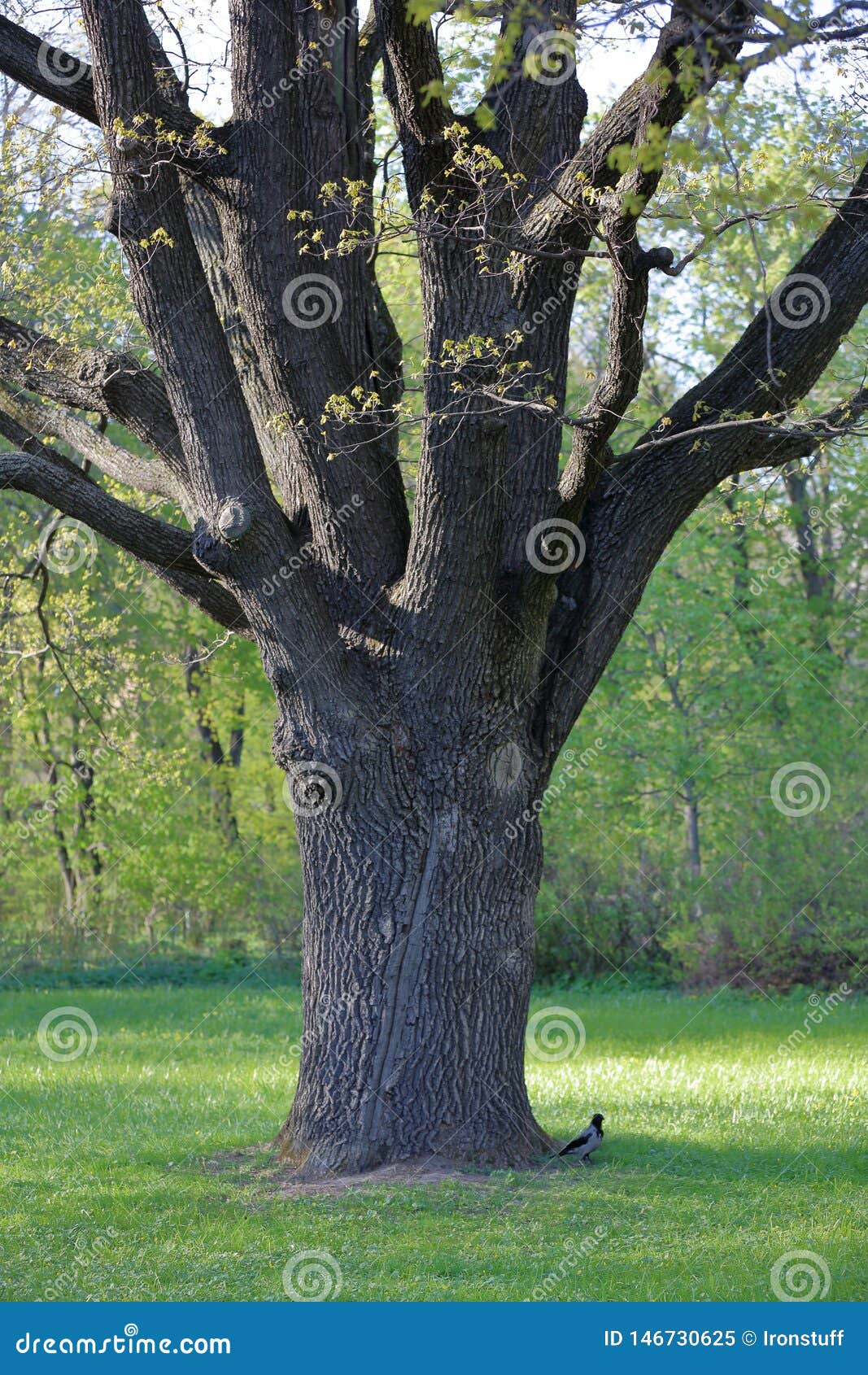Oak tree in a city park stock image. Image of bicentennial - 146730625